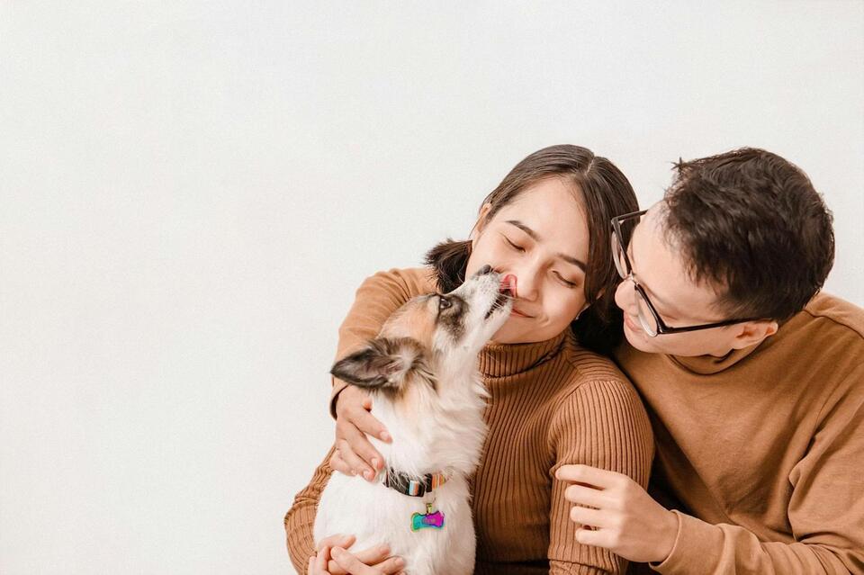 Japan's dog population improves, cats' plateaus - NewsBreak