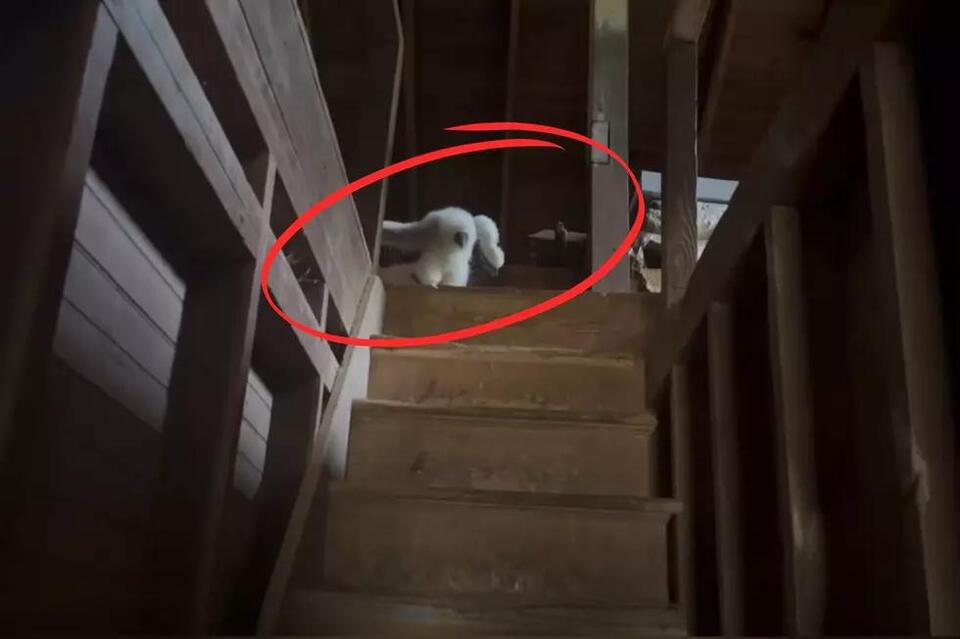 Can You Identify the “Strange Creature” Found in a New York Attic ...