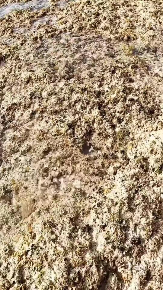 77 Survival series with YBS Youngbloodsseafood octopus spearfishing ...