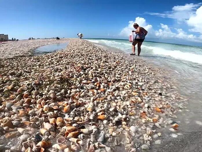 Shelling in Florida: Here’s what to know before picking up a seashell