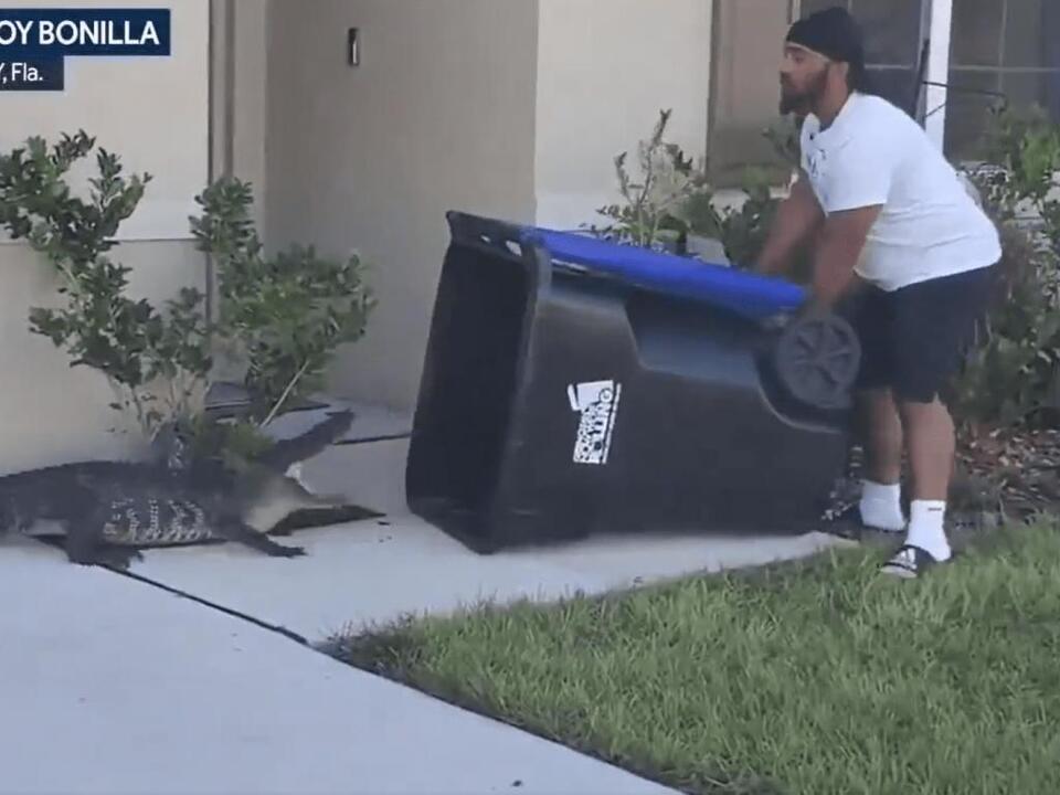Florida Man Gets Creative Capturing An Alligator With A Garbage Can In ...
