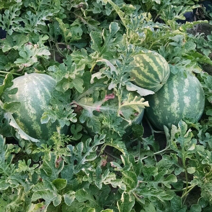 Florida Watermelon Association Highlights Research Initiatives