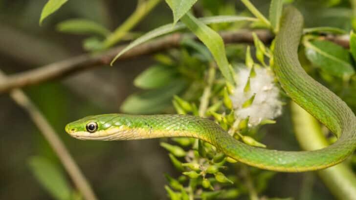 15 Common Snake Species Found in the US - NewsBreak
