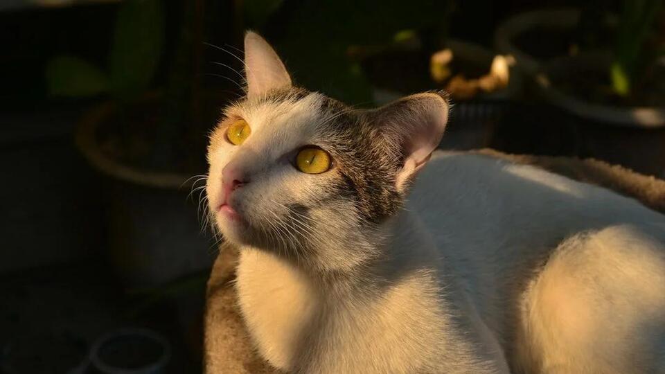 Your Cat’s Favorite Sunbeam Spot Is Chosen with Precision - NewsBreak