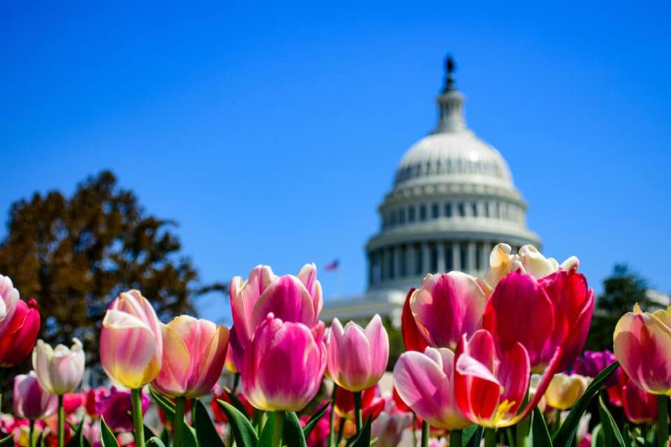 Over 150,000 Free Tulips Will Be Up For Grabs On The National Mall Next ...