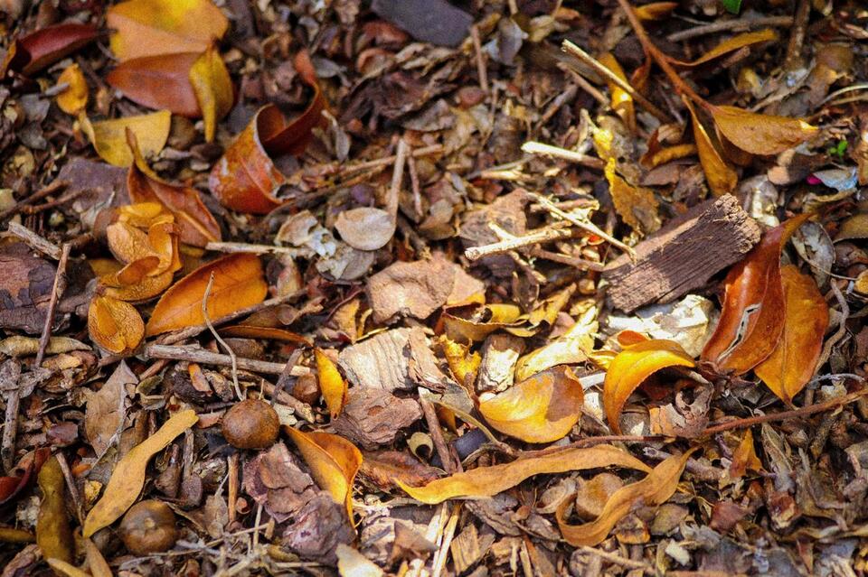 What to Know About Fall Yard Waste Pick-Up in Cedar Falls - NewsBreak