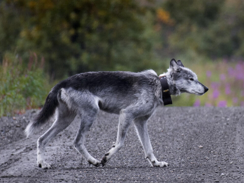 Wolves in Colorado? Film Director Ramey Newell to Present Wolf Film at ...