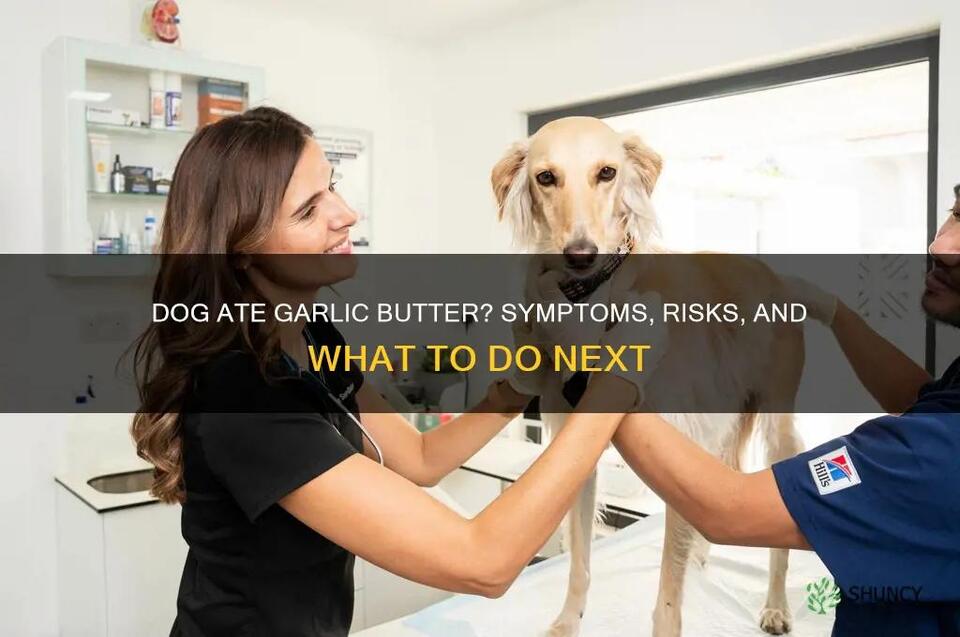 Dog Ate Garlic Butter? Symptoms, Risks, And What To Do Next - NewsBreak
