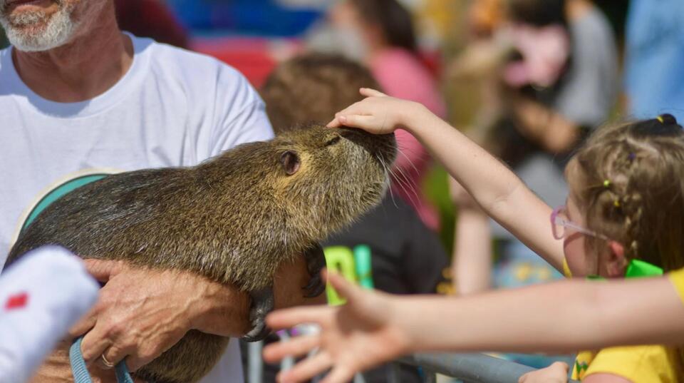 Neuty, Louisiana's celebrity swamp rat, has cancer. His owners are ...