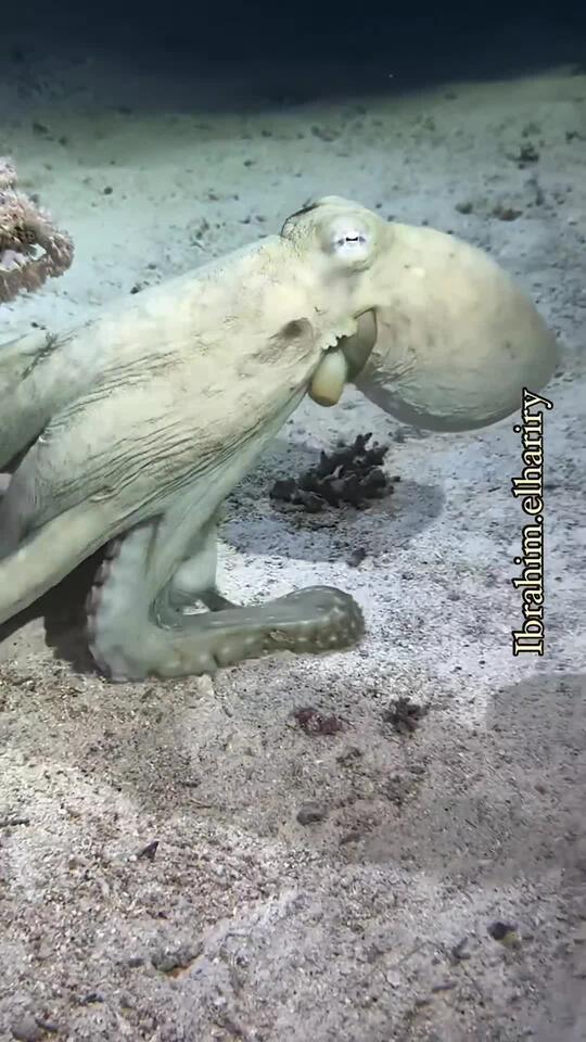 Octopus night shift in action! Did you know that octopuses are ...