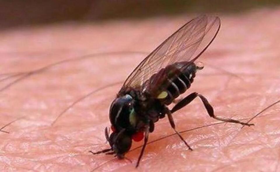 8 Stinging Insects in Kentucky You Should Watch Out For - NewsBreak