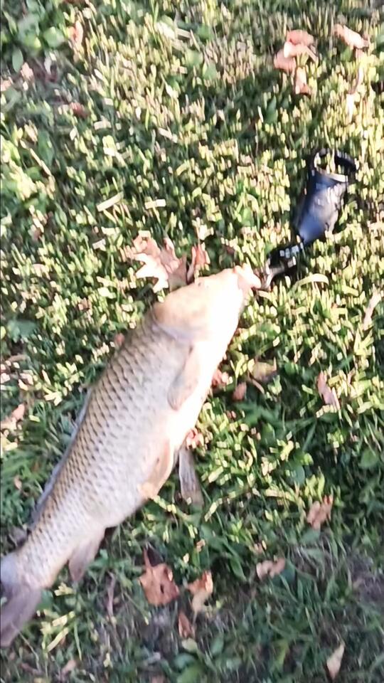 26 in 8lb common carp! #fishing catch it - NewsBreak