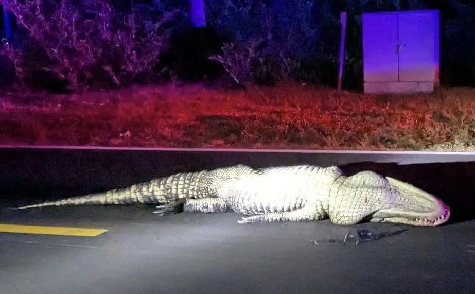 Large alligator hit, killed by 2 cars - NewsBreak
