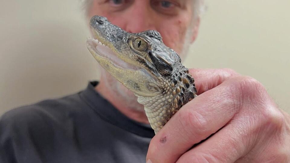 Boston Alligator Update: Little Charles is Recovering After Icy River ...