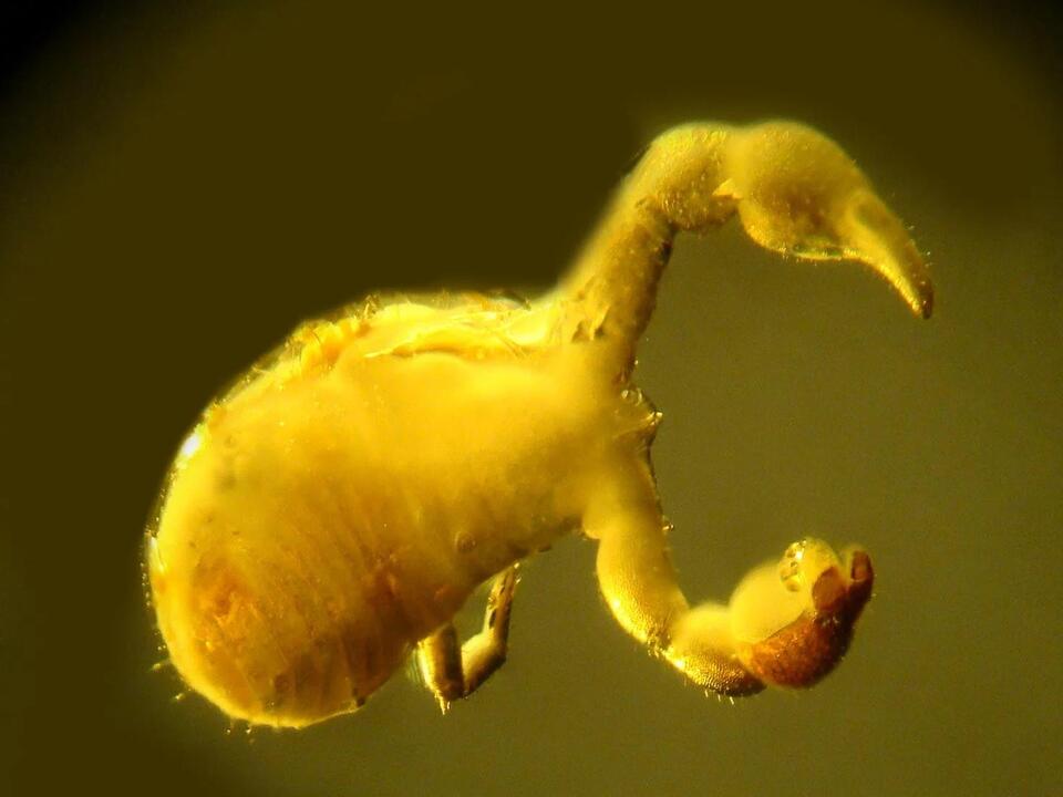 “Very Unusual” – Scientists Discover Bizarre Parasitic Creature ...
