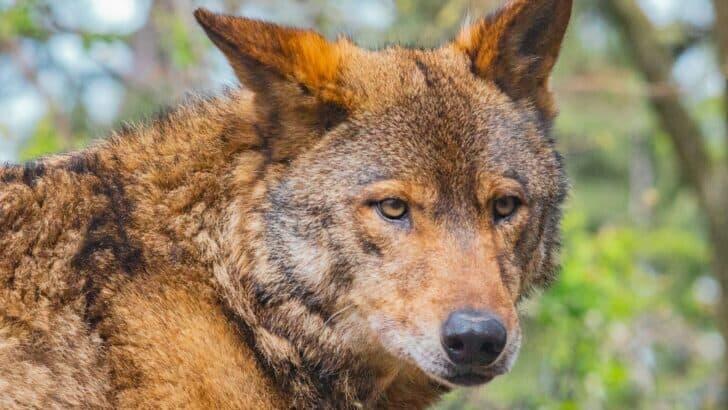 Animals of the Appalachian Mountains You’ve Never Seen - NewsBreak