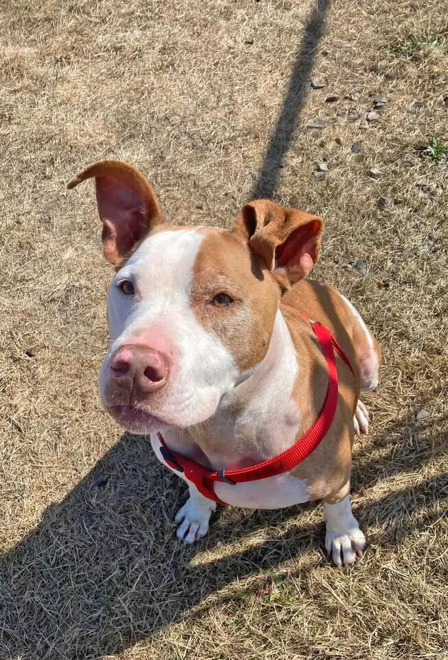 Animal Shelter Report: Meet Moose, our longest-stay foster dog! - NewsBreak