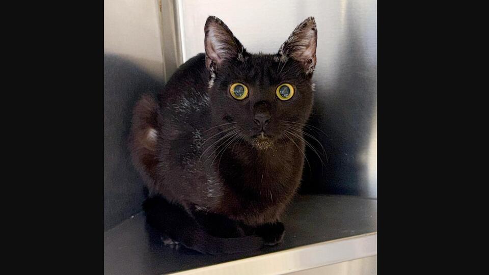 Meet Naomi: The One-Year-Old Cat With “Elegant” Ears & a Big Need for ...