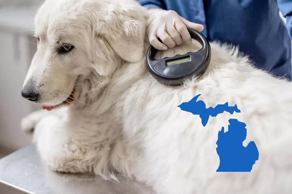 Find A Stray Animal? Here’s How To Check For A Chip In Michigan - NewsBreak