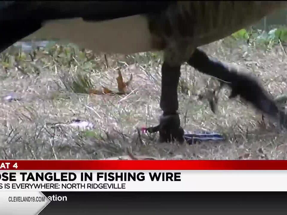 North Ridgeville goose tangled in fishing wire evades capture
