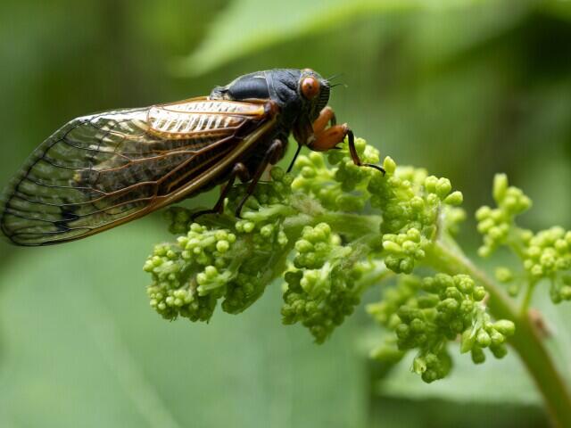 Central Kentucky misses periodic cicadas this year, set for big bug ...