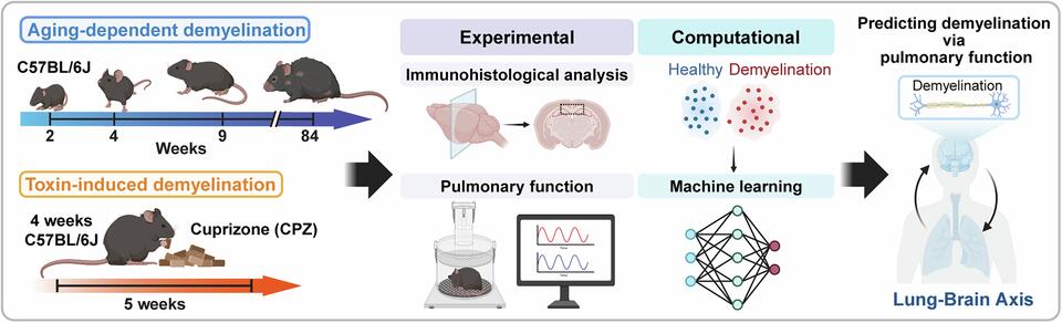 Integrated respiratory functions predict myelin status in the mouse ...