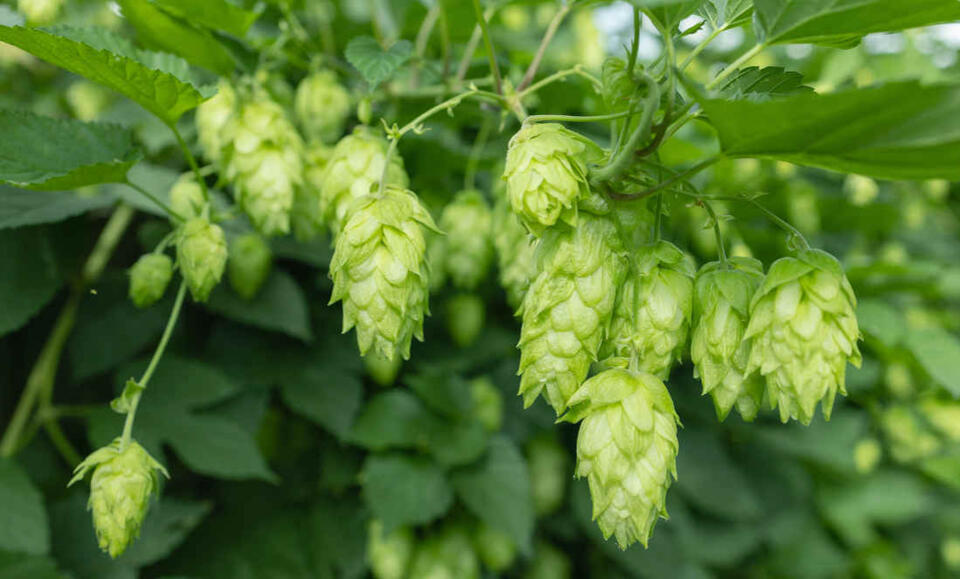Registration is Open for WA Fresh Hop Beer Awards - NewsBreak