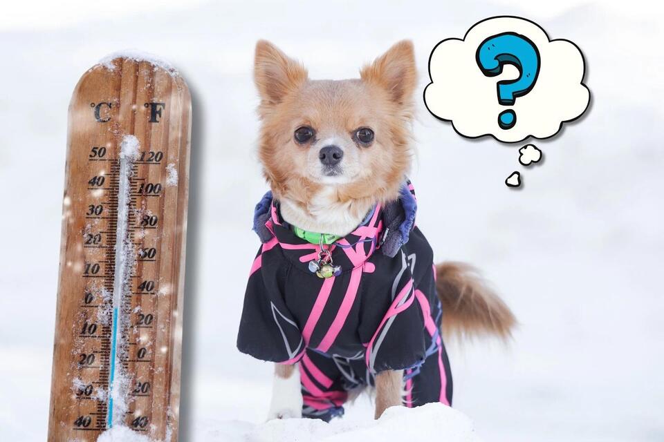 Hey Indiana: How Cold Is Too Cold to Walk Your Dog? - NewsBreak