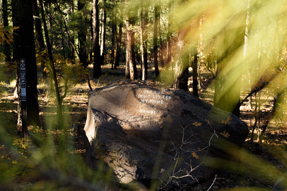 Death Mud and Cat Burgers at the 2025 Arizona Trail Race - NewsBreak