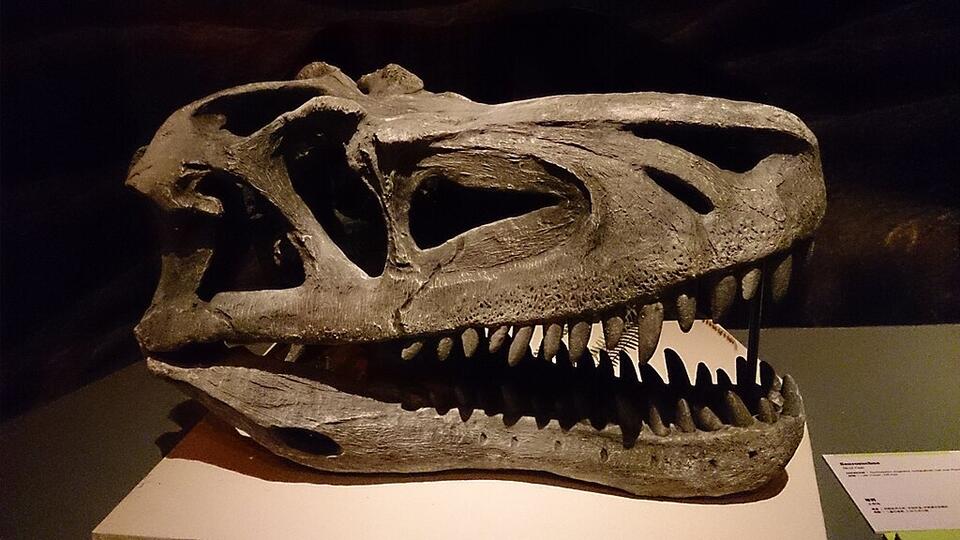Why This Dinosaur Skull Doesn’t Match Any Known Species - NewsBreak