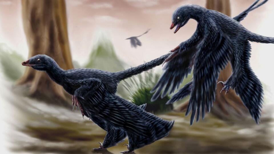 The Evolution of Flight in Birds Began with Dinosaurs - NewsBreak