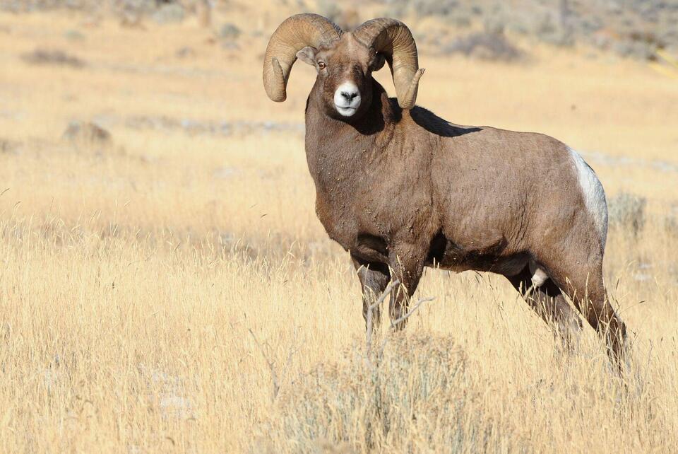 Fish and Wildlife Commission approves changes to backcountry bighorn ...