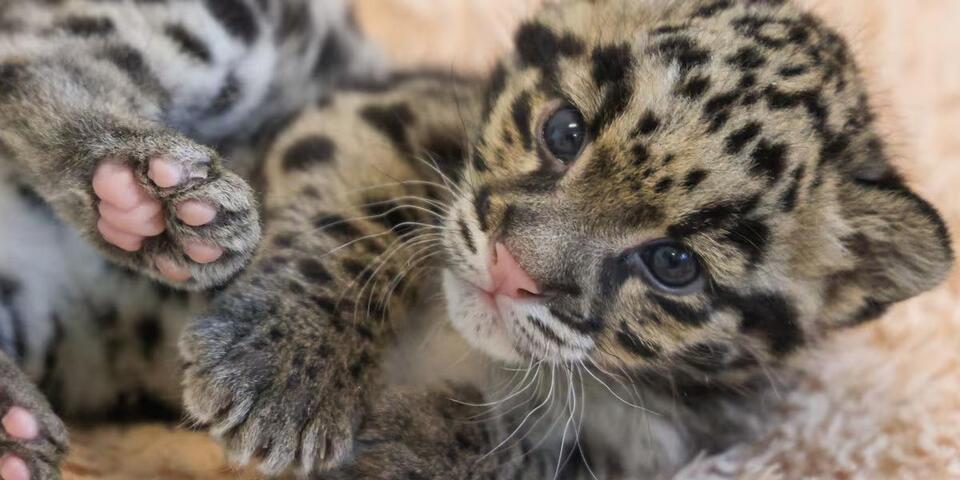 Nashville Zoo introduces ‘Azi’ the clouded leopard - NewsBreak