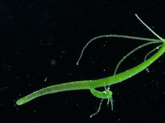 Ancient Origins of Appetite Identified in Brainless Aquatic Creature