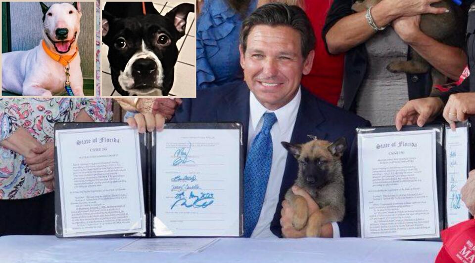 Florida Passes Two New Laws to Fight Animal Cruelty After Tragic Dog ...