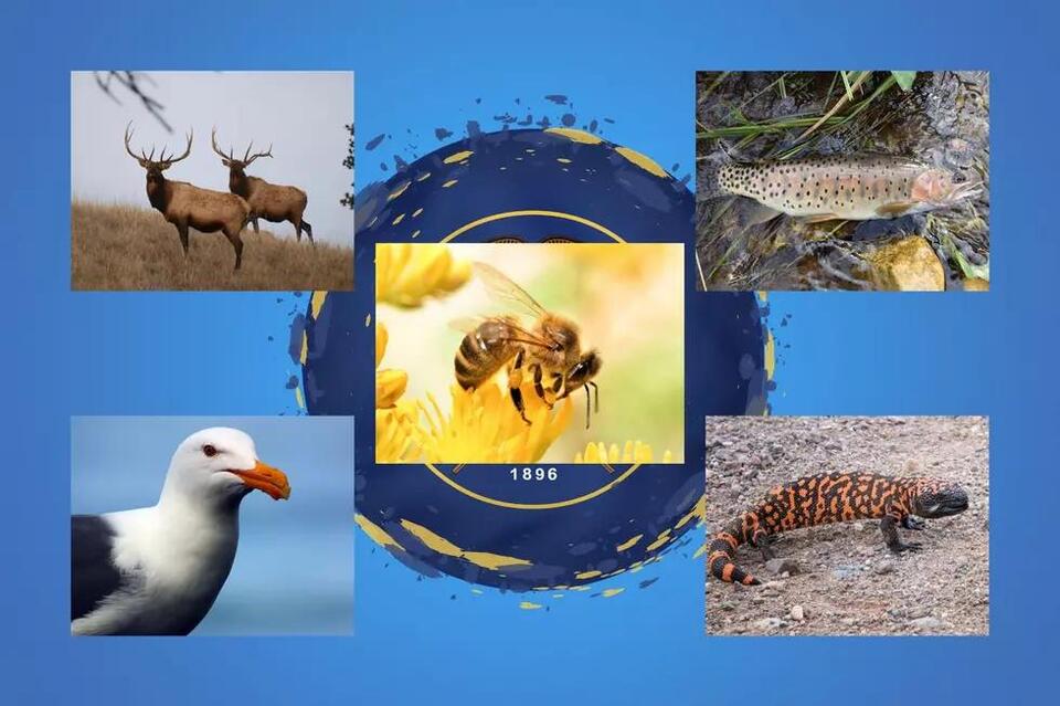 Utah’s Official State Animals: A Celebration of Heritage and Wildlife ...