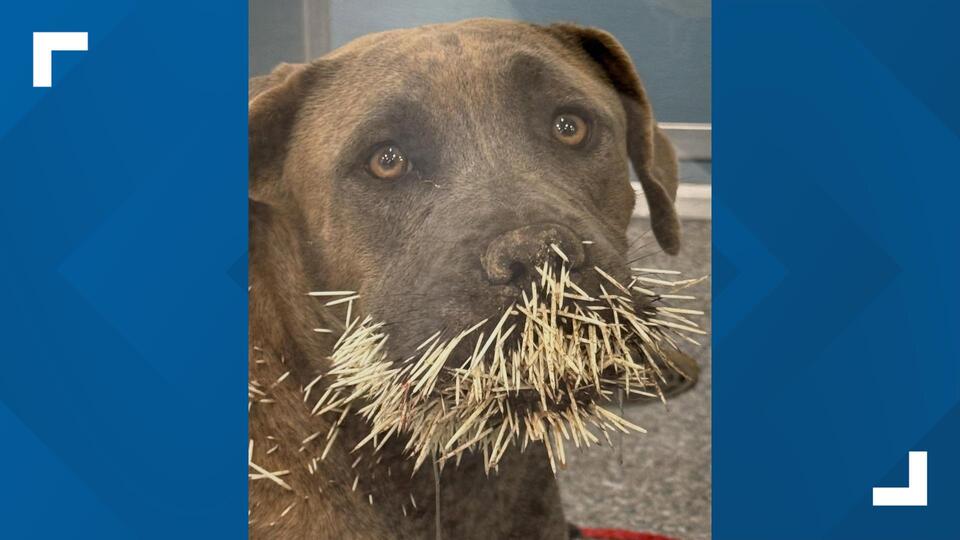 Ouch! | Kerrville Pets Alive! helps 3 dogs stuck with porcupine quills ...