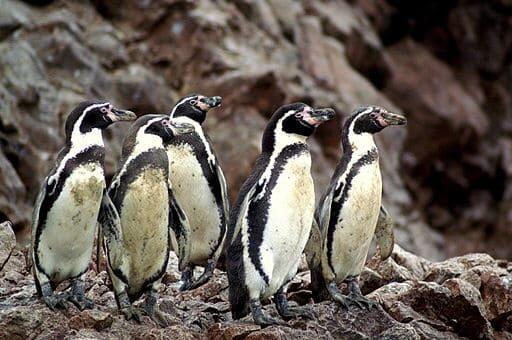 15 Weird Animal Behaviors and What They Mean - NewsBreak