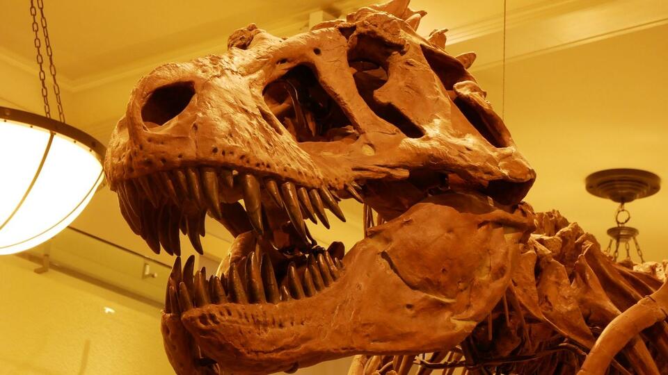 7 Astounding Facts About Dinosaur Brains That Will Surprise You - NewsBreak