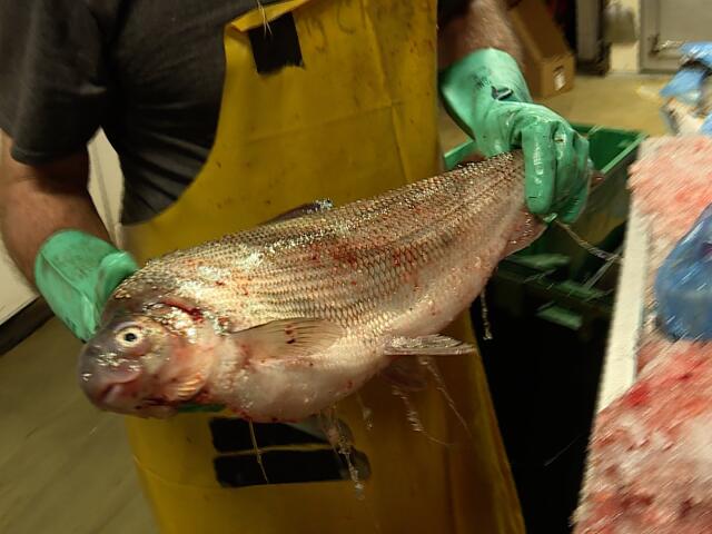 The men who make the catch: Behind the scenes of a lakeshore fish market