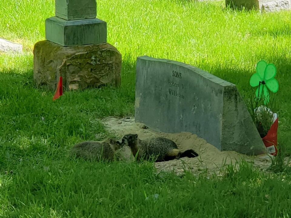 MARMOT INFESTATION: Poison apparently being used to combat rock chuck ...