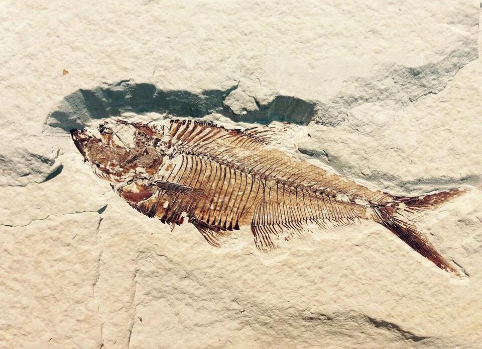 Living Fossils: Animals That Have Changed Little Over Millions of Years ...