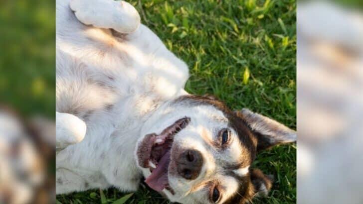 15 Reasons Why Dogs Are America’s Favorite Pets - NewsBreak