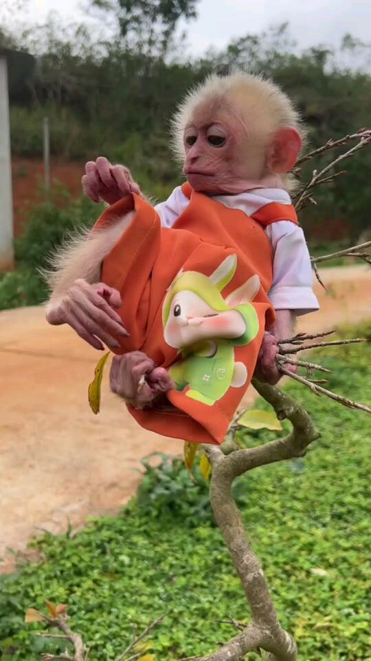 Cute baby Moon. #monkey #monkeydluffy - NewsBreak