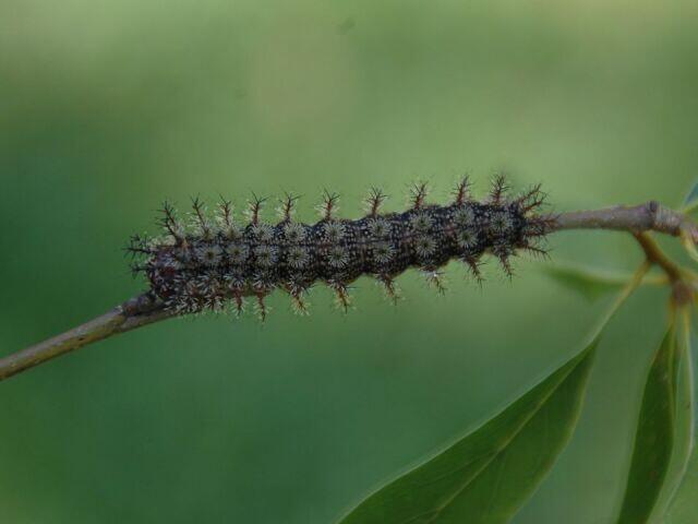 Stinging Buck Moth Caterpillars Return For Spring Season
