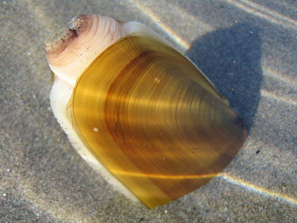 Razor clam harvest closure Cascade Head to California border - NewsBreak