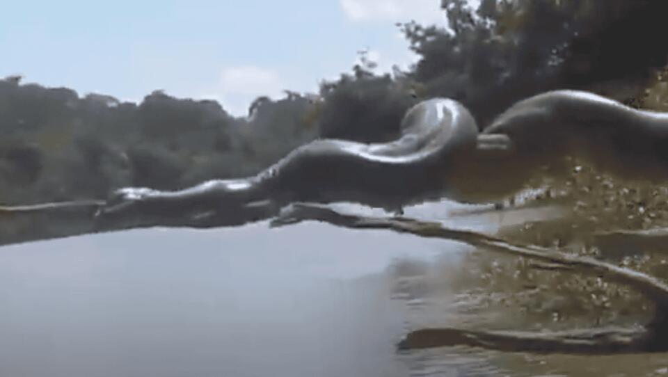Giant Anaconda 10 meters long spotted in Brazil - NewsBreak