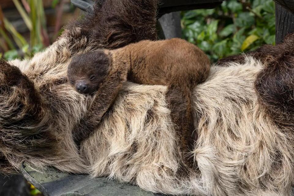 San Diego Zoo Celebrates Birth of Baby Sloth, Mama’s Third Pup - NewsBreak