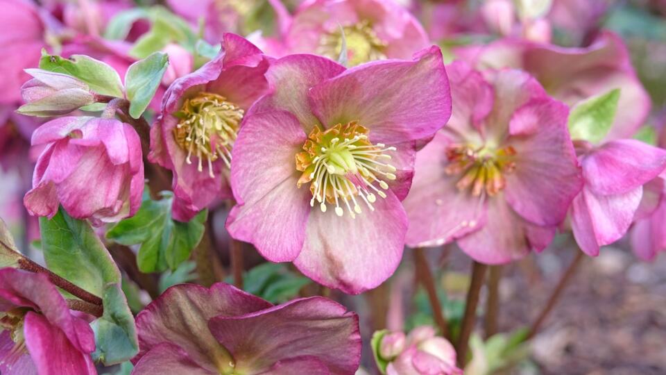 9 Pink Perennials That Love the Shade - NewsBreak