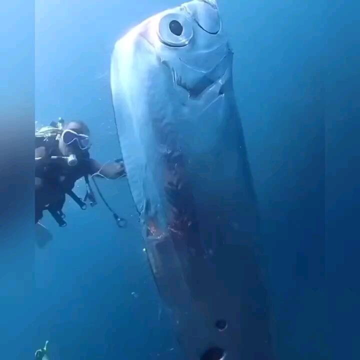 Group of scuba divers had an extraordinary encounter with a remarkable ...